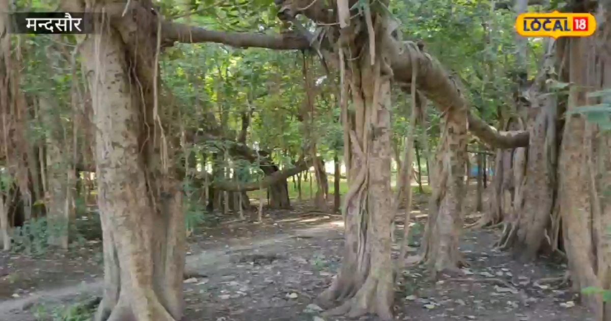 - 12 bigha area in mandsaur huge tree is present former prime minister ...