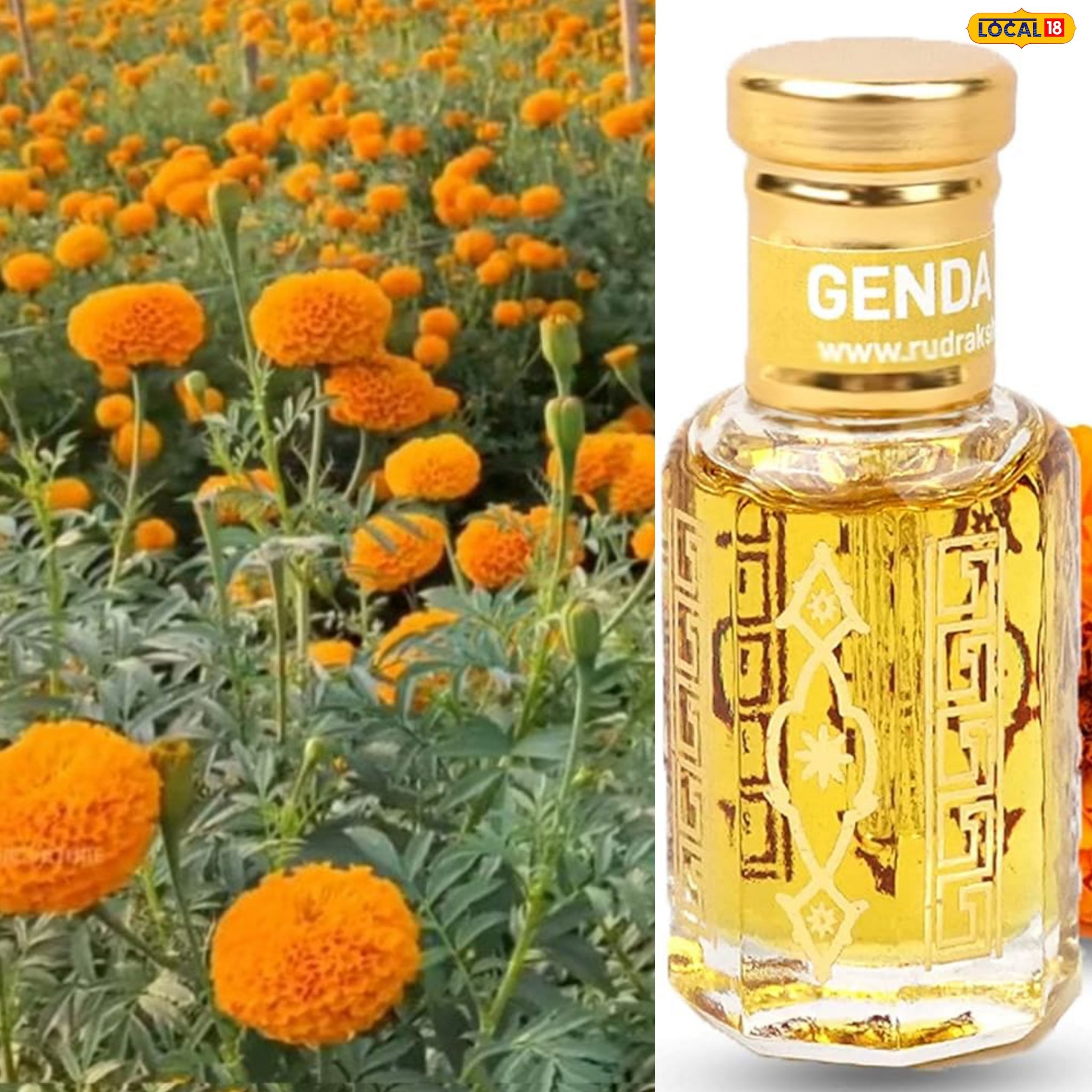 Perfume made from marigold flowers is used in therapy and pan masala