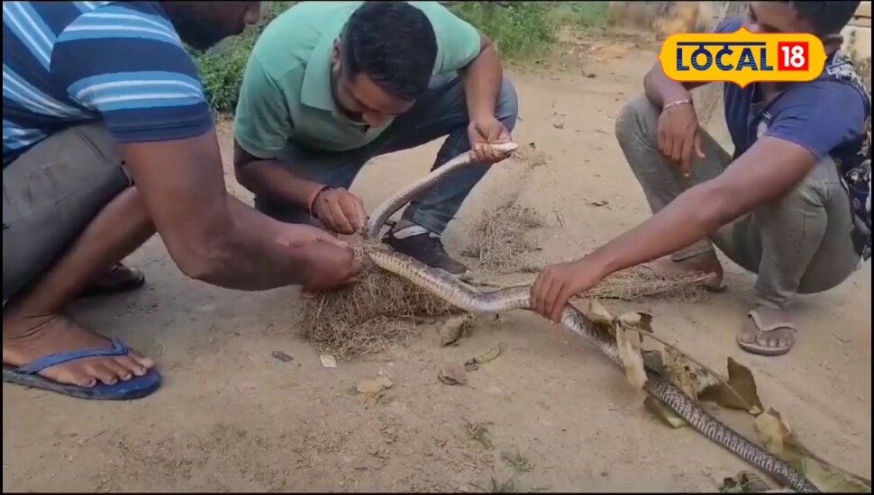 young-man-saves-life-snake-trapped-net-gives-message-humanity-video ...