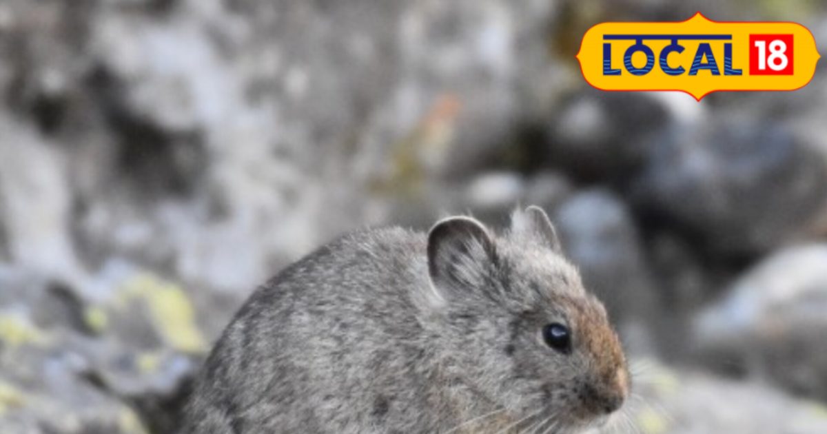 Himalayan Pika in high number in Valley of Flowers chamoli