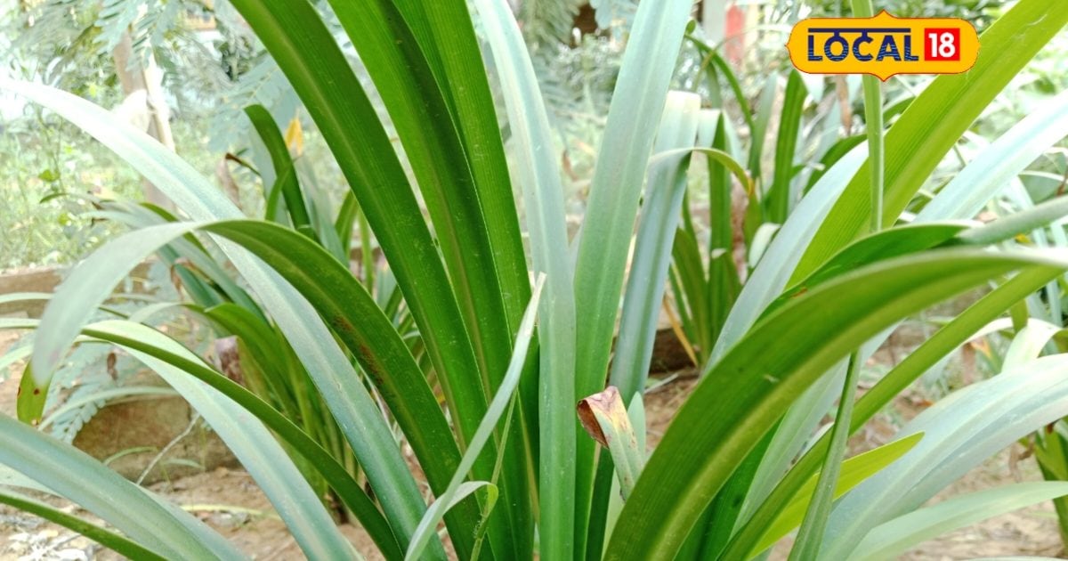 संजीवनी बूटी से कम नहीं ये औषधीय पौधा...जोड़ों के दर्द और बुखार के लिए ...