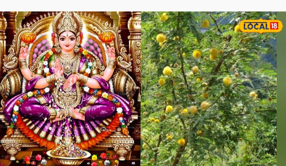 दशहरे पर शमी वृक्ष की पूजा से कई लाभ, इन उपायों से बनेंगे मालामाल ...