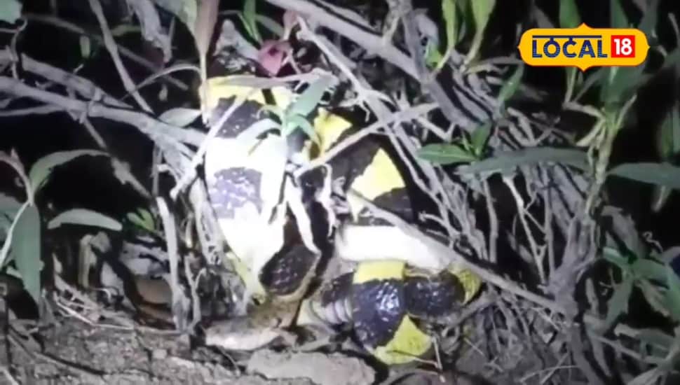 ahiraj-hunted-another-snake-people-made-video-went-viral - News18 हिंदी