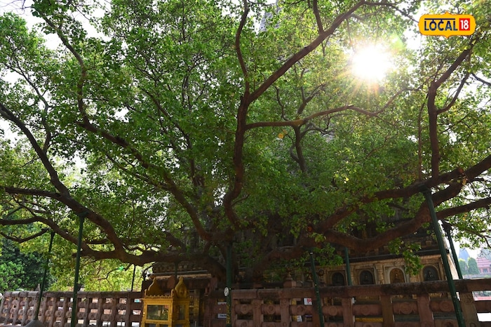 Photos: यहां पर सर्प राजा मुचलिंदा ने भगवान बुद्ध को बचाया था! इस पीपल ...