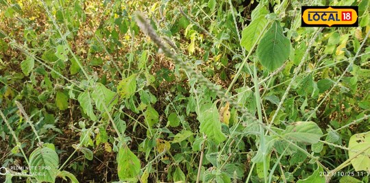 अपामार्ग का पौधा कमाल, कई बीमारियों के लिए रामबाण, गर्भवती की नॉर्मल ...