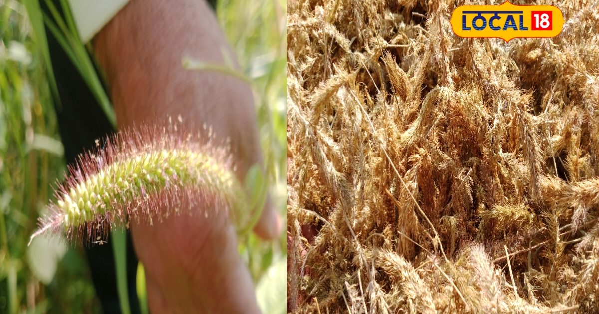 इसकी खेती से किसान बन जाएंगे मालामाल, बंजर जमीन पर होती है यह फसल ...