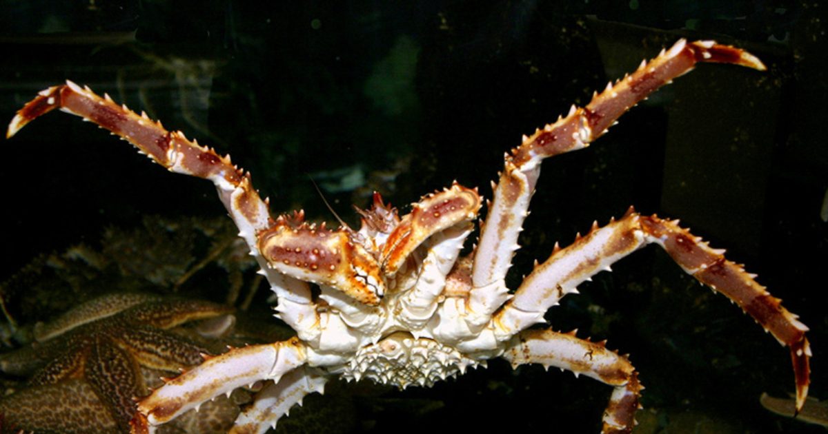 यहां से क्यों गायब हो रहे अरबों समुद्री केकड़ें, कहीं धरती पर संकट तो ...