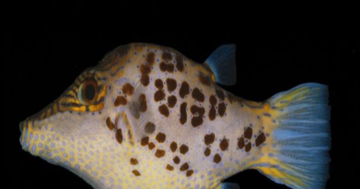 यहां पाई गई 'अति दुर्लभ' पिद्दी सी ये मछली, है इतनी जहरीली, इंसानों को ...