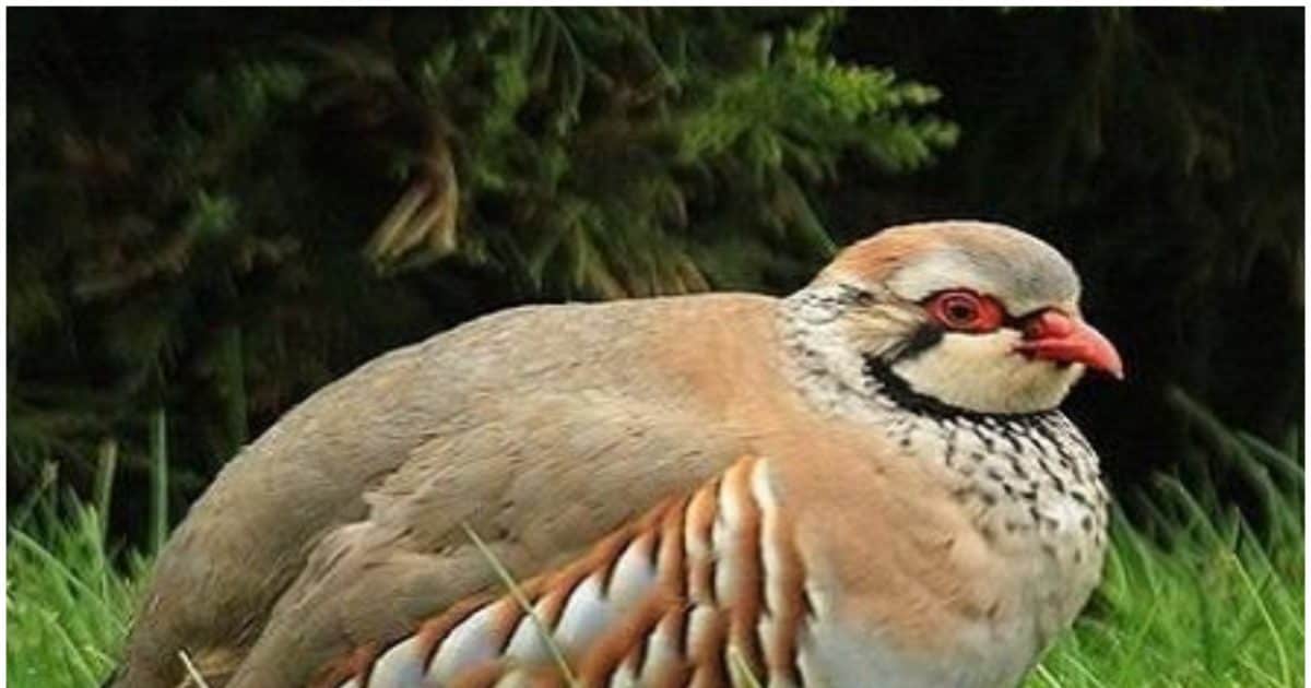 - Bird symbolizing love which is the national bird of pakistan why did ...