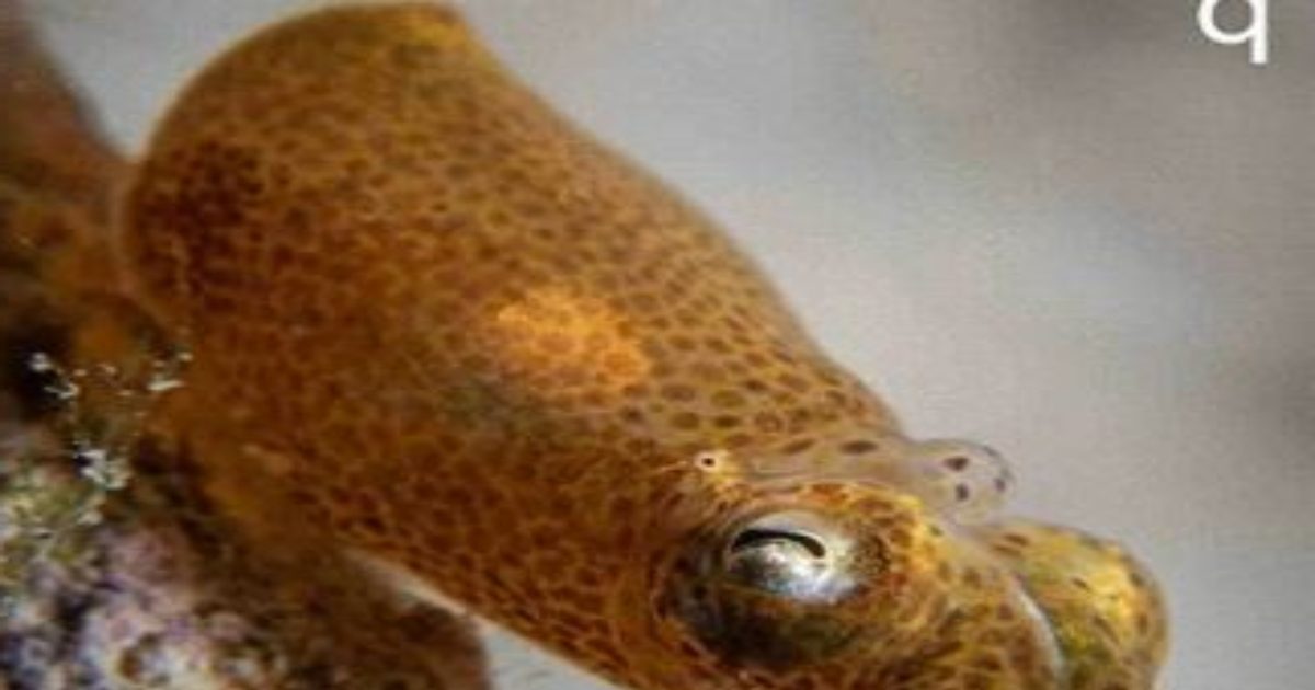 पाया गया 8 भुजाओं वाला अद्भुत जीव, चांदी जैसी चमकदार होती हैं आंखें ...