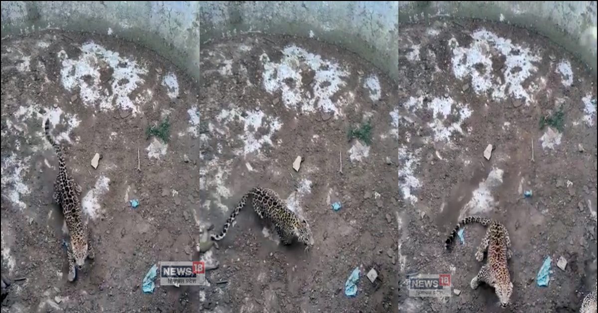 VIDEO: शिमला में टैंक में 3 घंटे तक फंसे रहे 2 तेंदुए, गांव में मचा ...