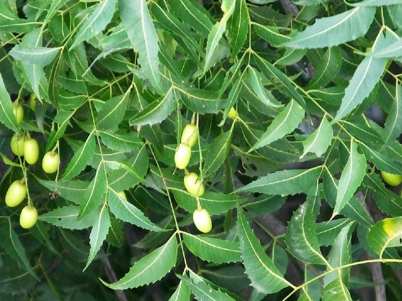 क्या होता है कड़वी नीम और मीठी नीम में अंतर? - Know the difference ...