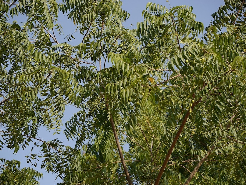 क्या होता है कड़वी नीम और मीठी नीम में अंतर? - Know the difference ...