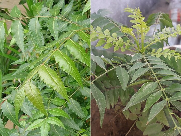 क्या होता है कड़वी नीम और मीठी नीम में अंतर? - Know the difference ...