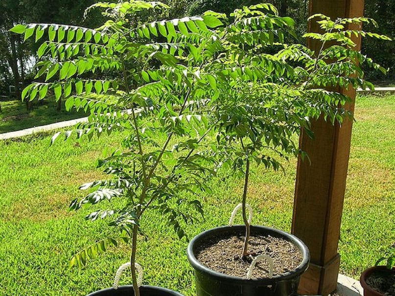 क्या होता है कड़वी नीम और मीठी नीम में अंतर? - Know the difference ...