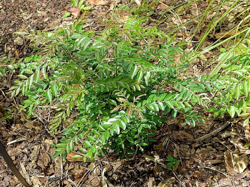 क्या होता है कड़वी नीम और मीठी नीम में अंतर? - Know the difference ...