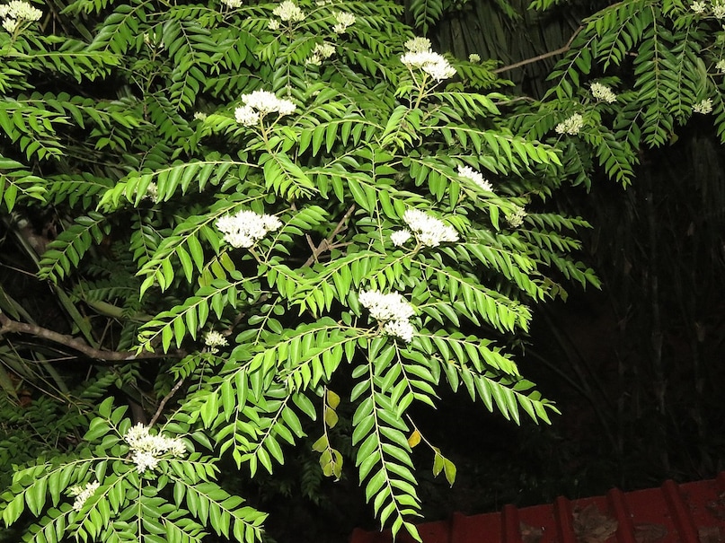 क्या होता है कड़वी नीम और मीठी नीम में अंतर? - Know the difference ...