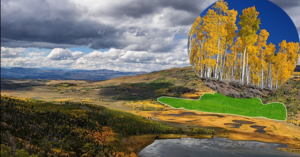 दुनिया के सबसे बड़े पेड़ से आ रही रहस्यमयी आवाजें, वैज्ञानिक भी चिंतित ...