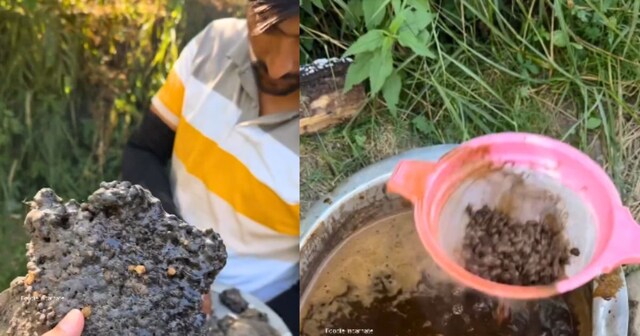 शिलाजीत बनती कैसे है? असली-नकली की पहचान कैसे करें, वीडियो देख सब समझ ...