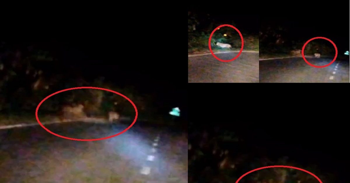 VIDEO: VTR मेन रोड पर मस्ती के मूड में बाघ, अठखेलियों का वीडियो वायरल, कैमरे में कैद करते रहे ...