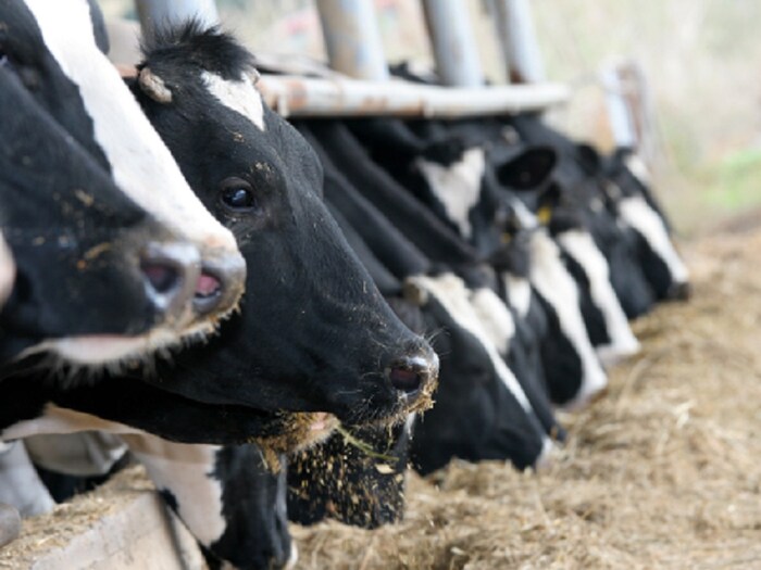 कैसे दुनिया में सबसे ज्यादा दूध देती हैं इजरायल की गायें, रोबोट निकालते ...