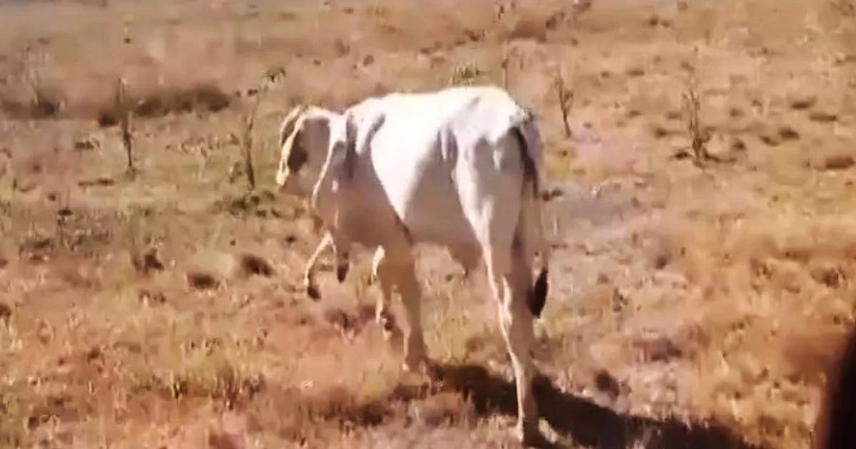 गाय की गर्दन से निकली है दो टांगें, डॉक्टर ने की थी मौत की भविष्यवाणी ...