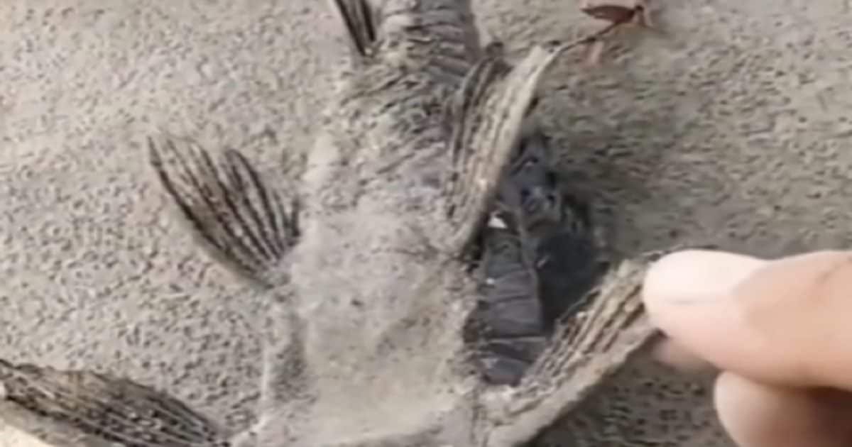 ये मछलियां नहीं हैं 'जल की रानी', सालों तक बिना पानी के रह लेती हैं ...