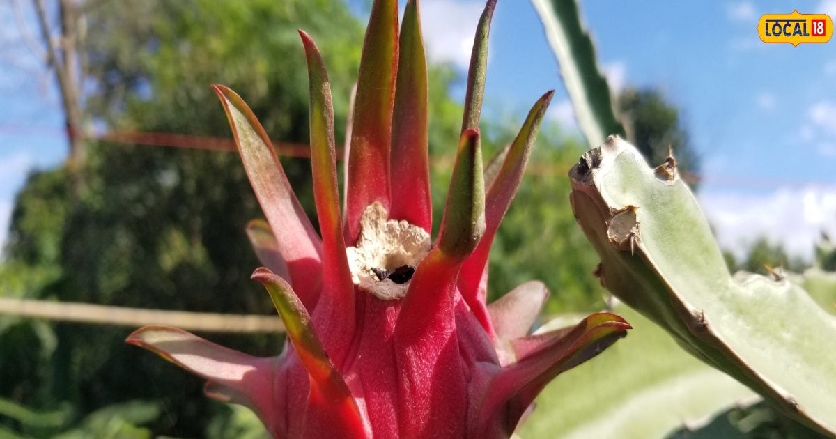 ये सिर्फ फल नहीं दवाई है... थायराइड और ब्लड प्रेशर के लिए रामबाण, 250 ...