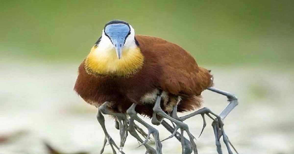 इस चिड़िया के कितने पैर? देखकर हैरान रह गए लोग, असलियत जानते ही लग गया ...