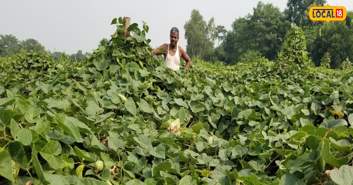 इस फसल की खेती कर ये किसान बना मालामाल, रोजाना होता है एक क्विंटल ...