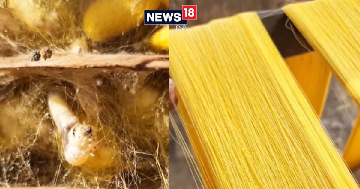 कीड़े से बनता है यह कपड़ा, 10 हजार रुपए मीटर कीमत, इस राज्य से है खास ...