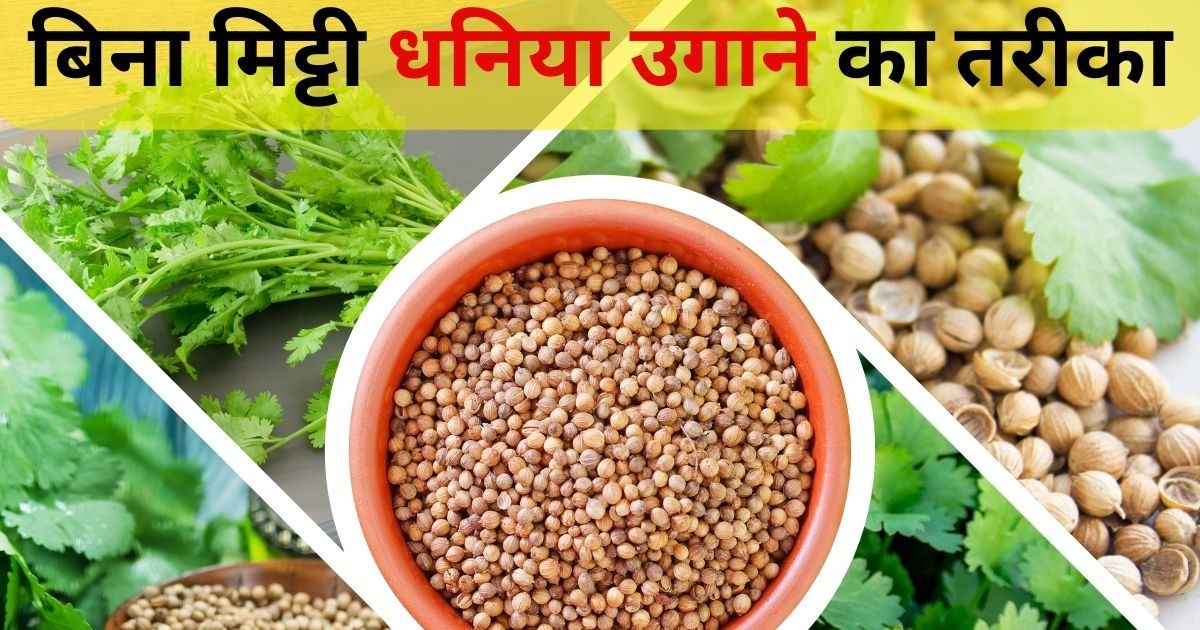 gardening tips: अब बिना मिट्टी के घर पर उगाएं हरा धनिया, खाने का बढ़ जाएगा स्वाद, फॉलो करें ये ...
