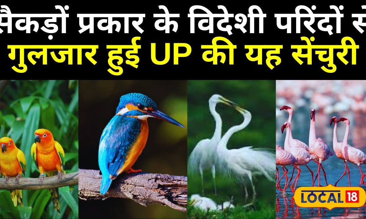 Bird Century: सैकड़ों प्रकार के विदेशी परिंदों से गुलजार हुई UP की यह ...