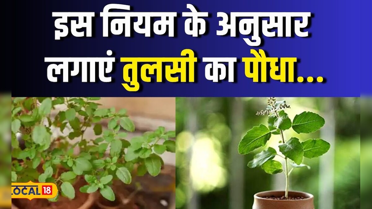Tulsi Plant : तुलसी का पौधा लगाने की सही विधि और नियम, वरना हो सकती है ...