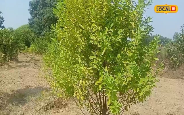 इस पेड़ की खेती से हो जाएगी पैसों की बरसात, महज इतने साल में बन जाएंगे ...