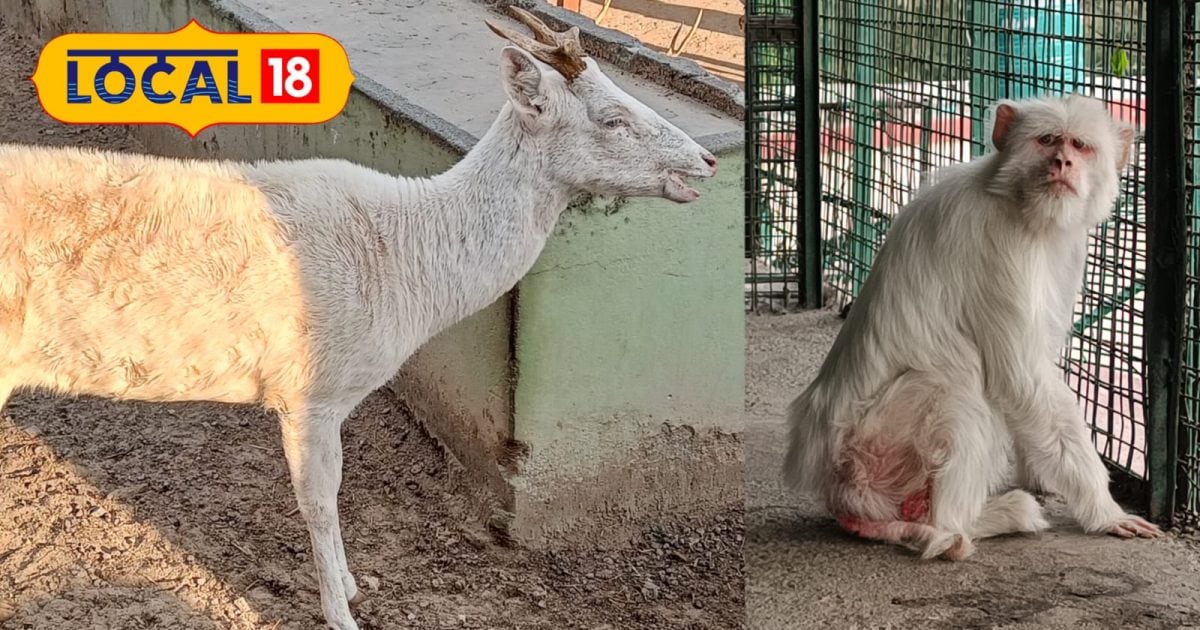 कभी देखा है सफेद बंदर और सफेद हिरन? नहीं देखा...तो चले आएं यहां ...