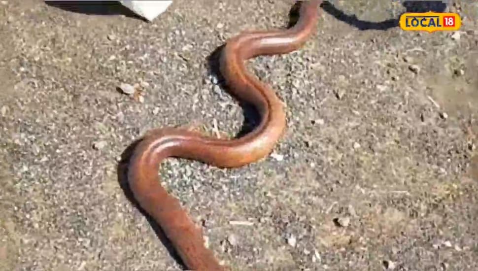 महाकाल की नगरी में मिला अनोखा सांप, अंतरराष्ट्रीय बाजार में कीमत जानकर ...