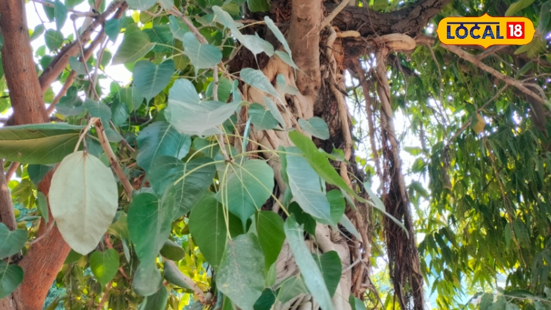 चर्म रोग के लिए रामबाण इलाज है इस वृक्ष के पत्ते, पेचिस-कोलेस्ट्रॉल और ...