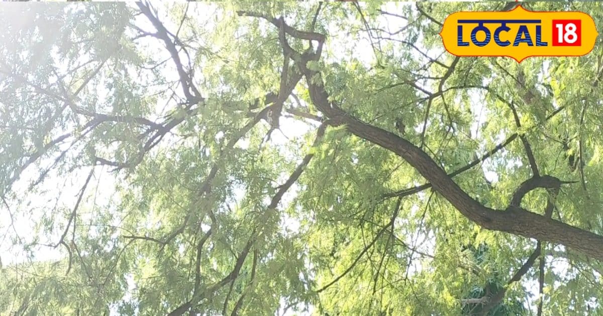 सरगुजा के जंगलों में पाया जाता है कत्था का पेड़, देश के प्रथम ...