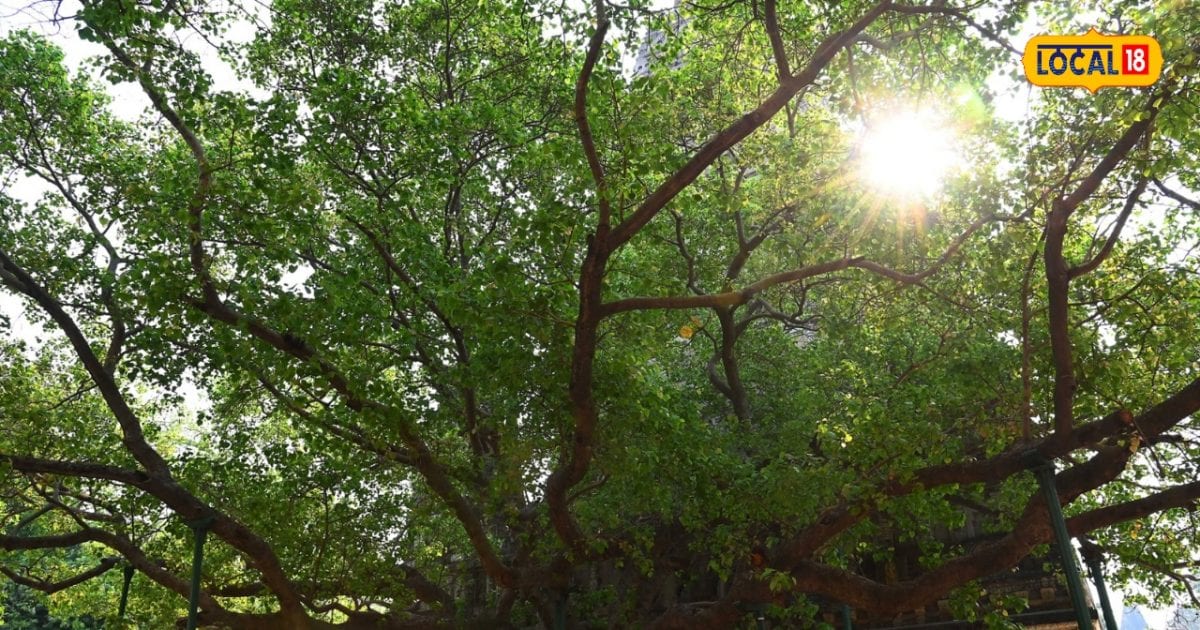 गजब का पेड़! श्रीलंका से आया, बिहार में बड़ा हुआ...अब देहरादून के ...