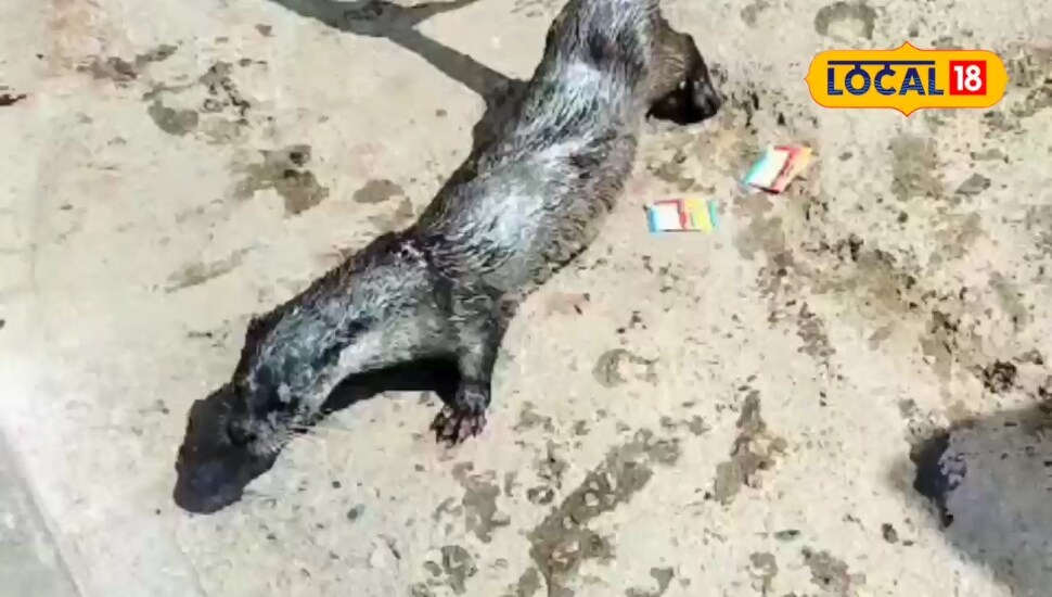 people-surprised-see-waterman-korba-forest-department-rescued-released ...