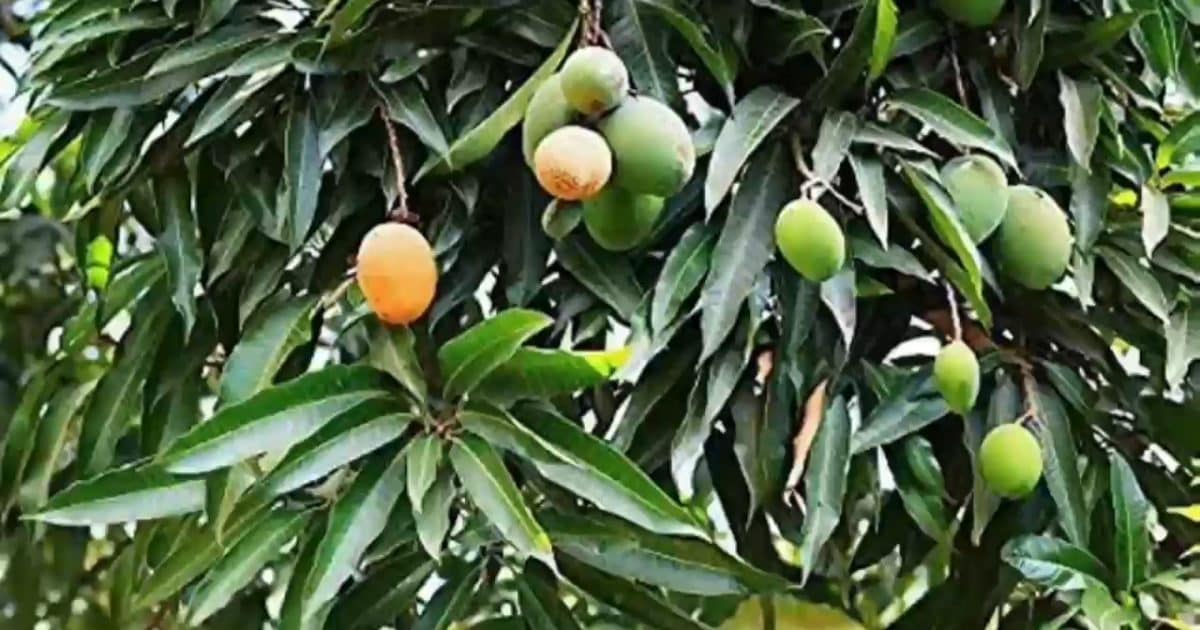 छठ में आम के दातुन का क्यों होता है प्रयोग, जानें इसकी मान्यताएं और ...