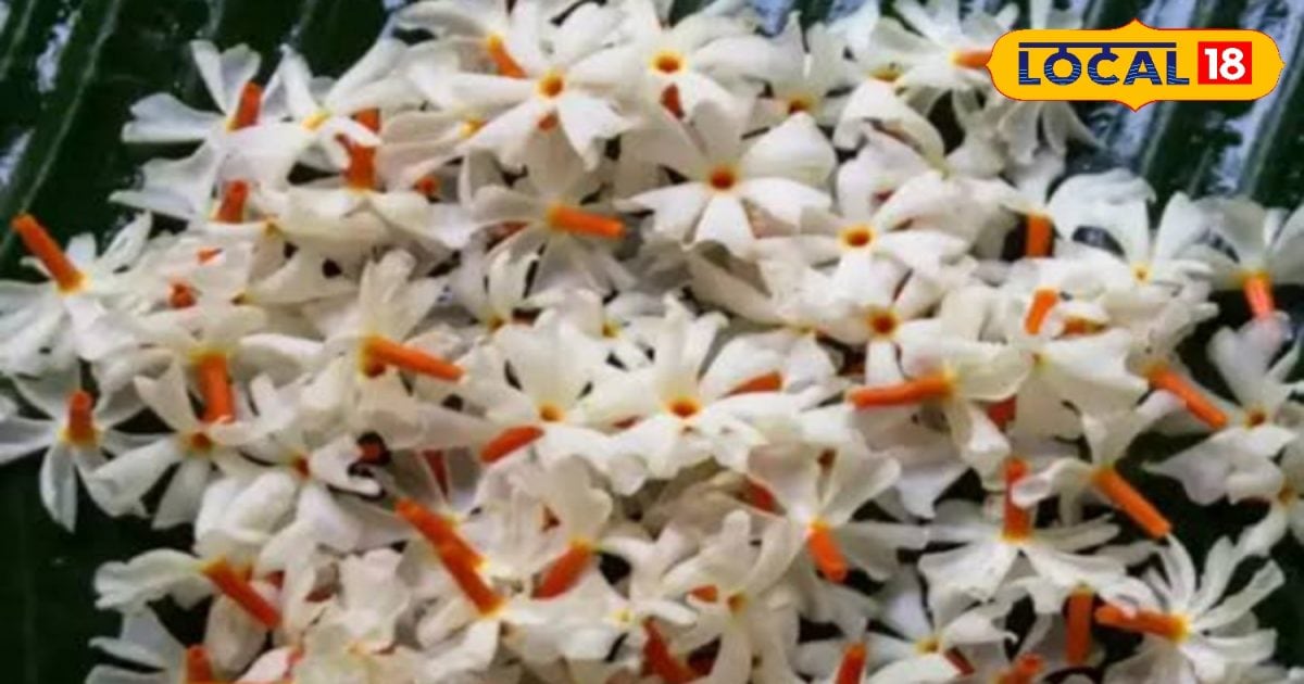 यह साधारण फूल औषधीय गुणों से भरपूर, स्ट्रेस-एंजाइटी को करता है दूर ...