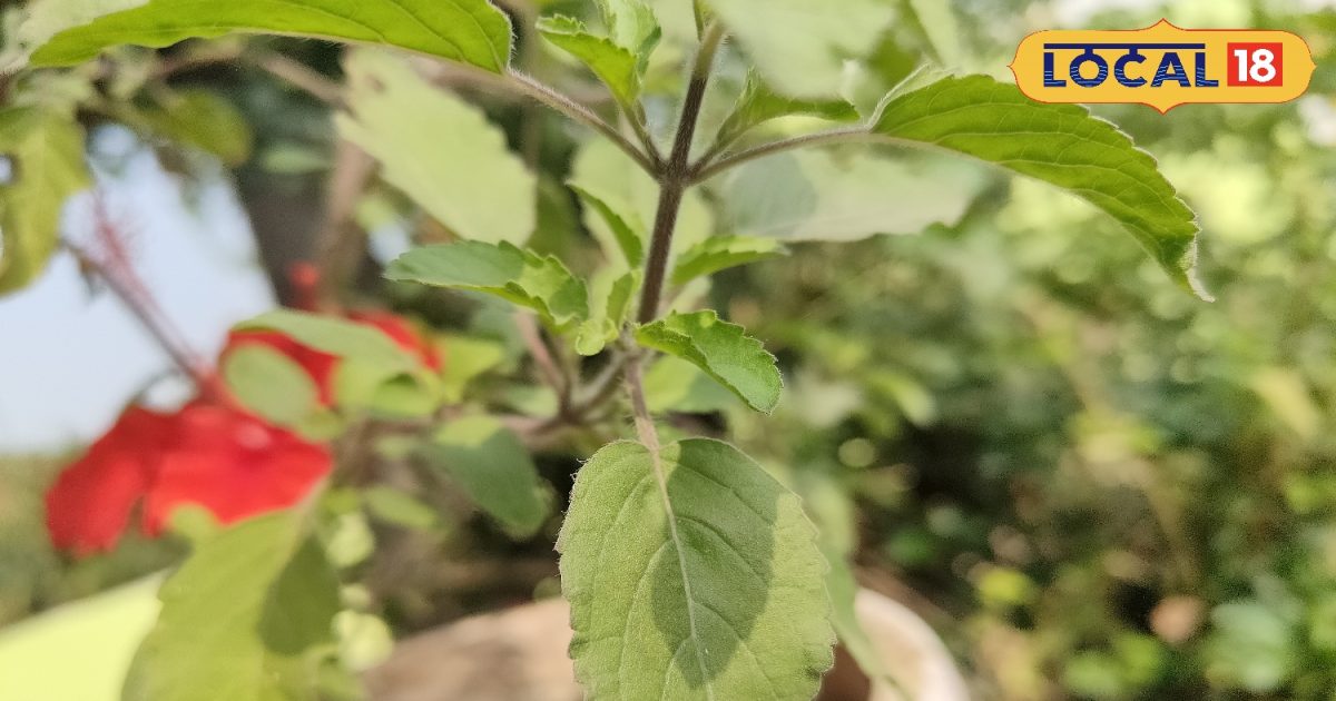 कई बीमारियां में 'जादू' जैसा काम करती है तुलसी की पत्तियां, ब्लड शुगर ...