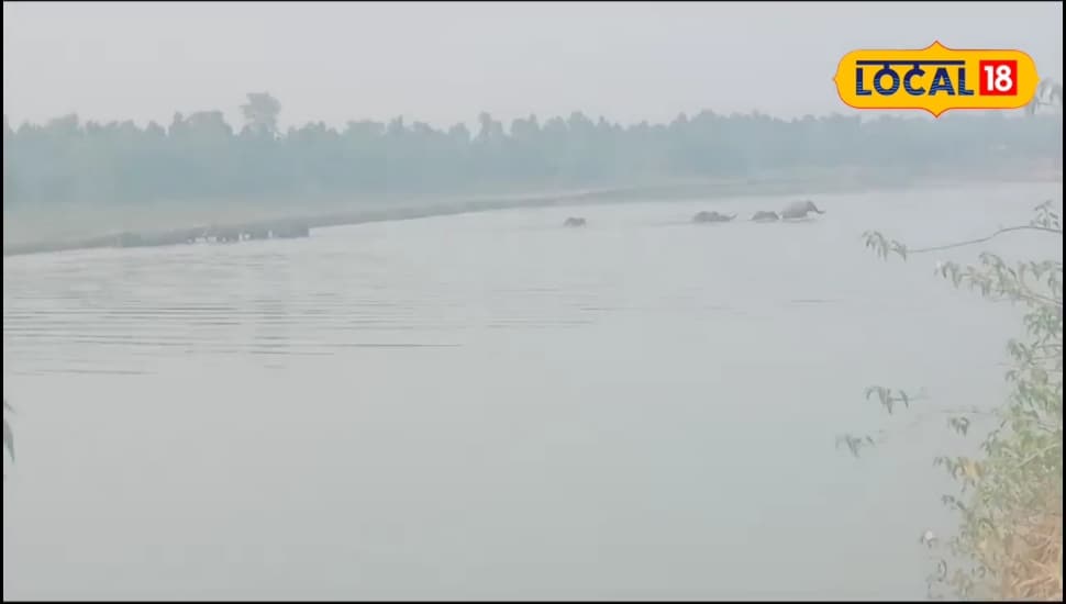 korba-elephants-return-katghora-forest-range-villagers-shocked-river ...