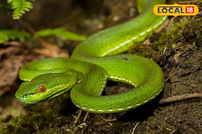 हैरी पॉटर के विलेन के नाम पर रखा गया है इस सांप का नाम, भारत के इस जंगल ...