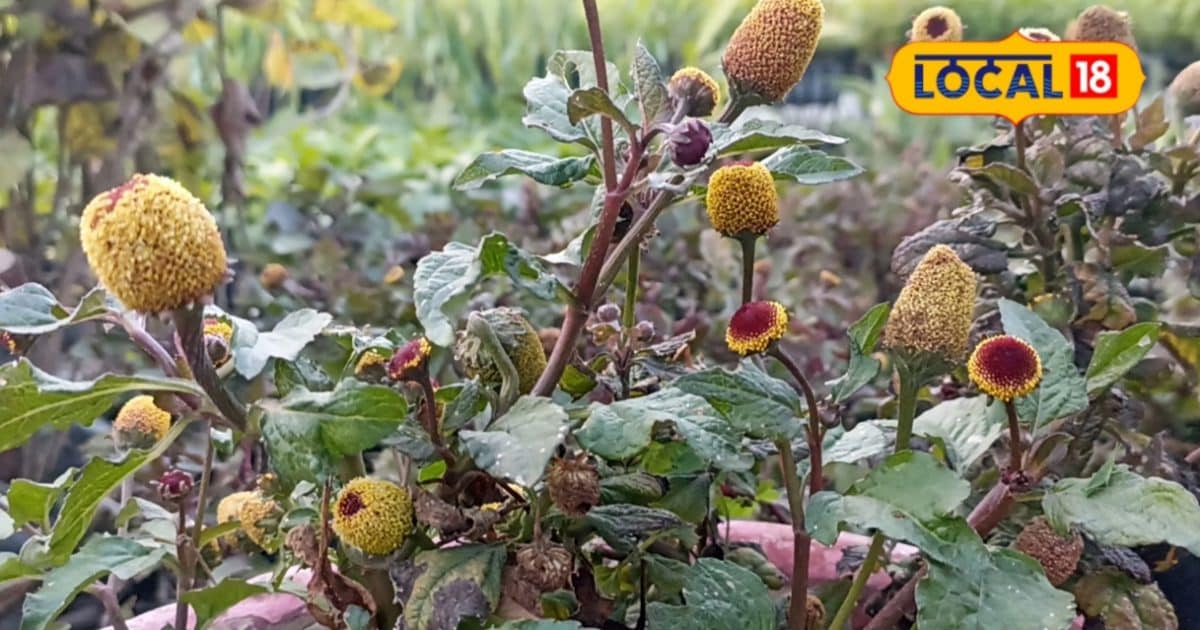 बेहद करामाती है इस पौधे का फूल, दांत दर्द को तो एक मिनट में कर देता है ...