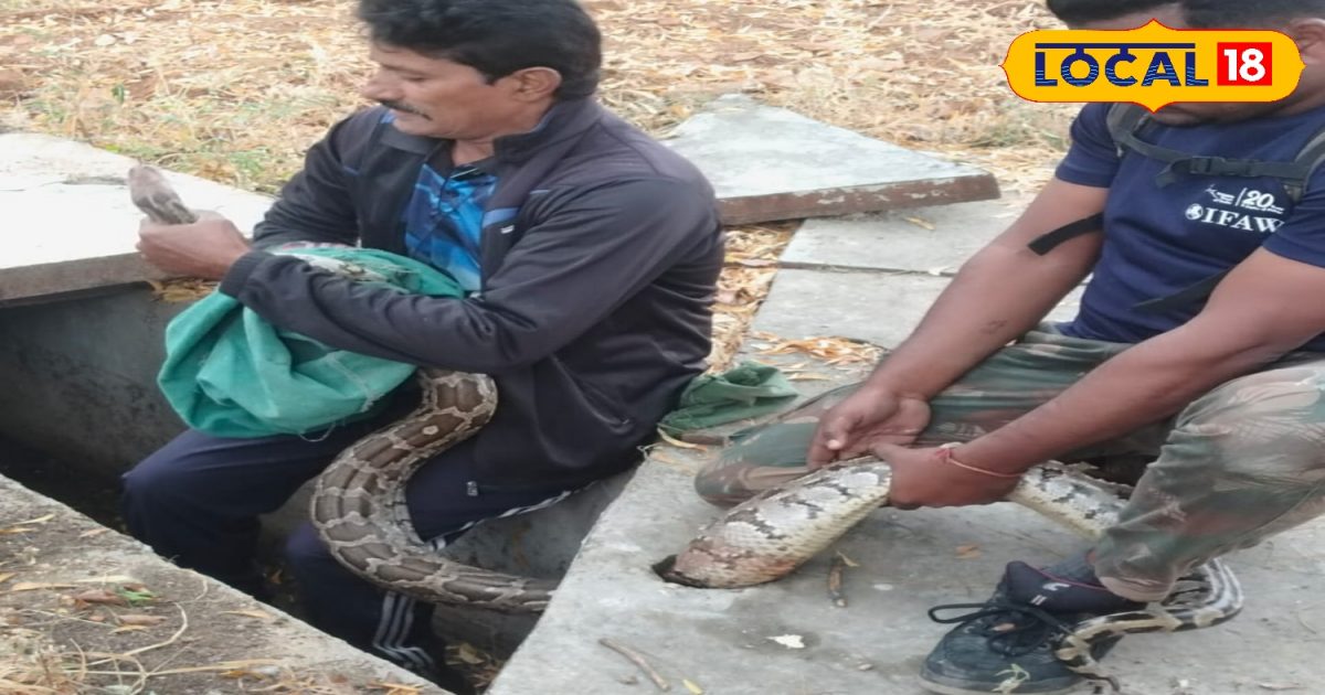 8 feet python trapped in the drain chamber of the university, see ...