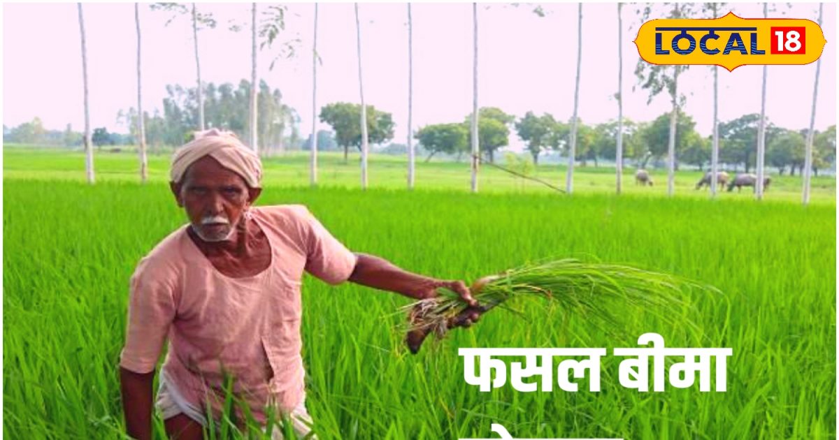 Crop insurance notification released, farmers will be able to get Ravi ...