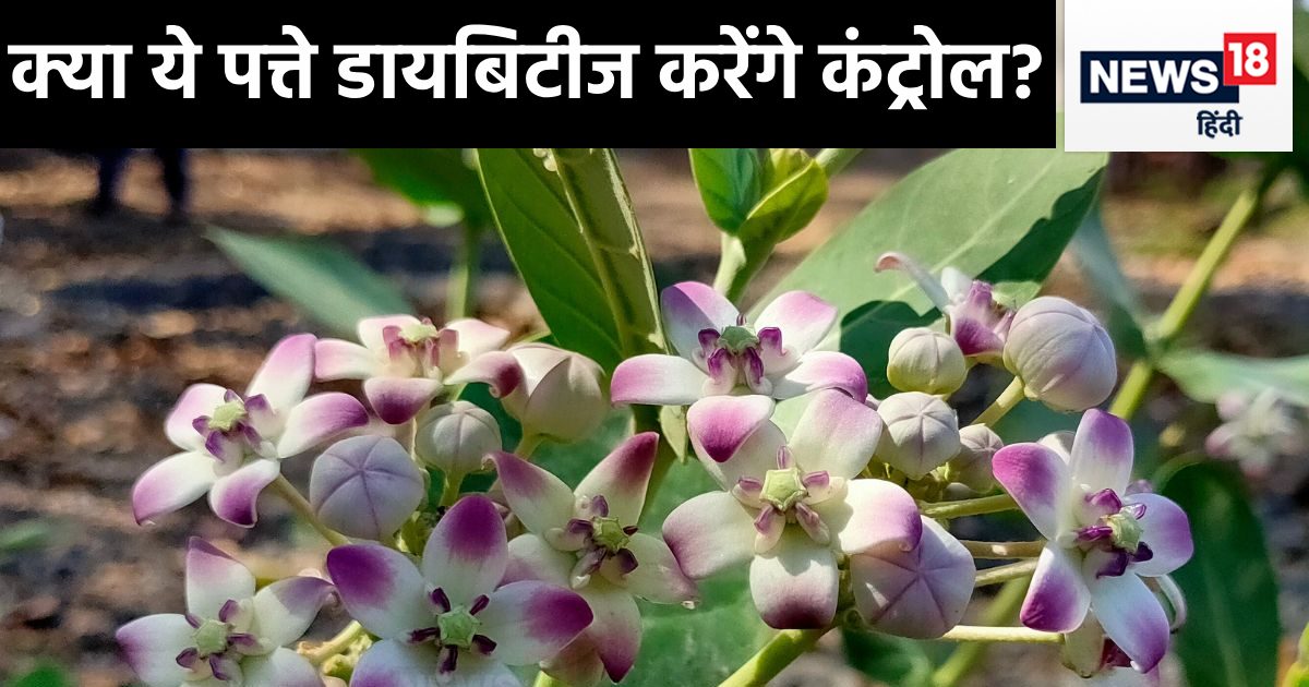 डायबिटीज का सबसे बड़ा दुश्मन है यह हरा पत्ता, खून में बढ़े शुगर को ...